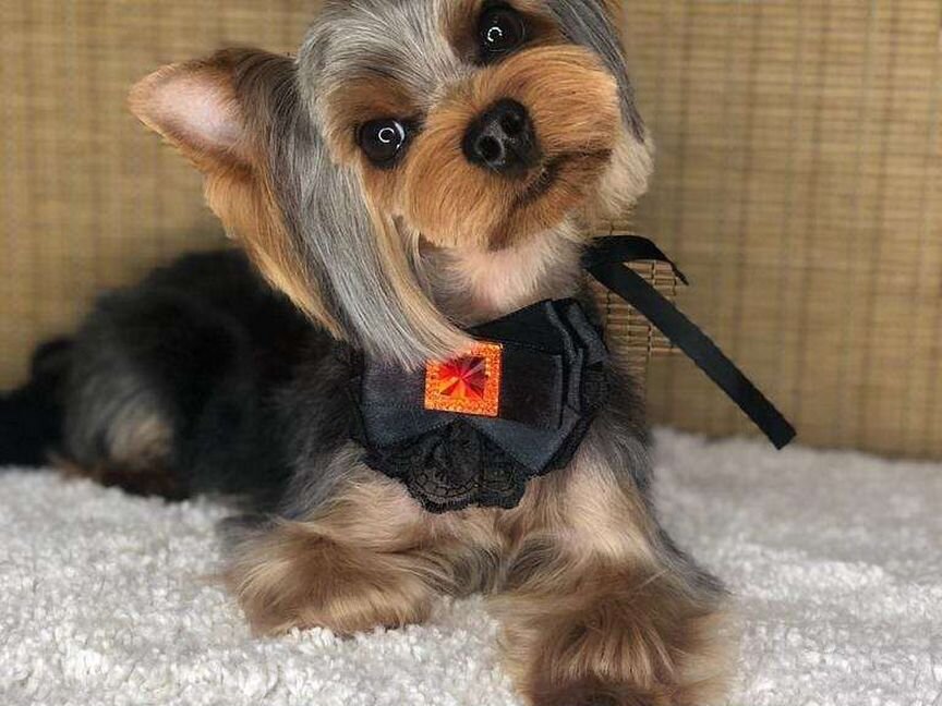 Вязка Йоркширский Терьер