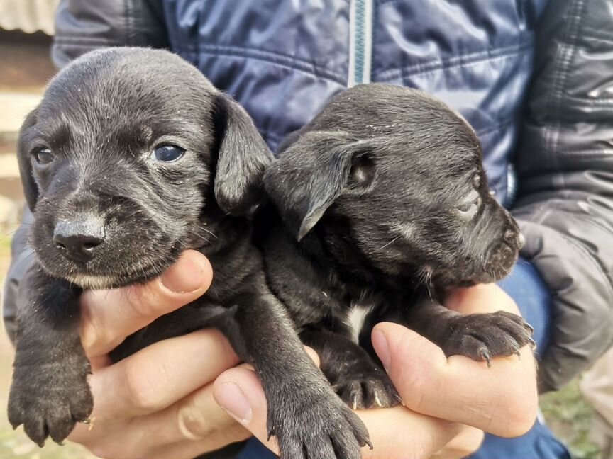 Собаки щенки бесплатно