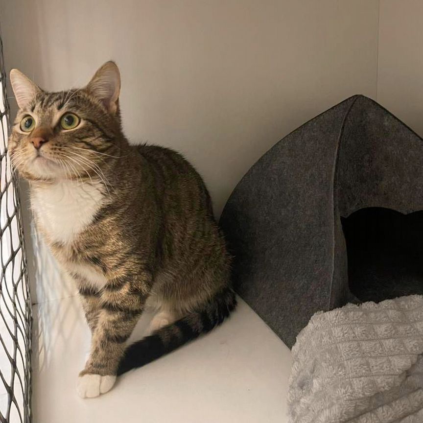 Котик (лион) мальчик