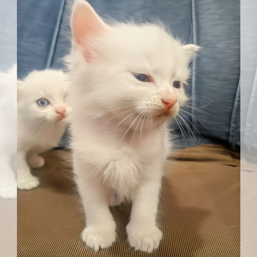Сибирские длинношерстные котята