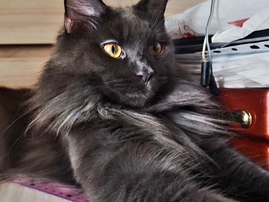 Кошечка мейн-кун