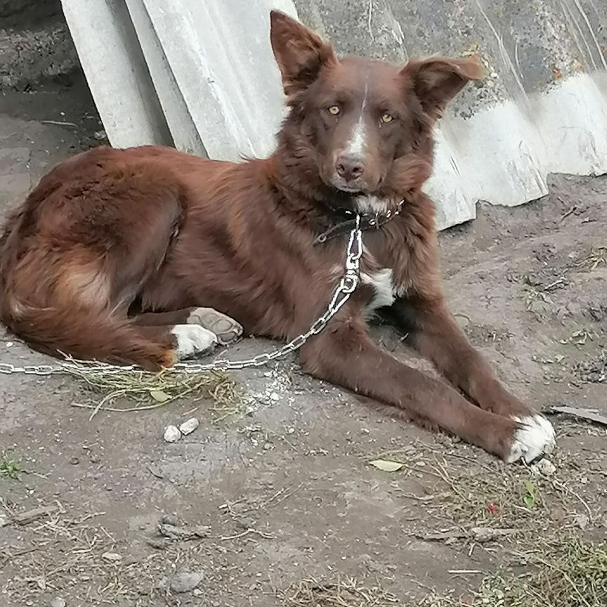 Нора, ищет дом)