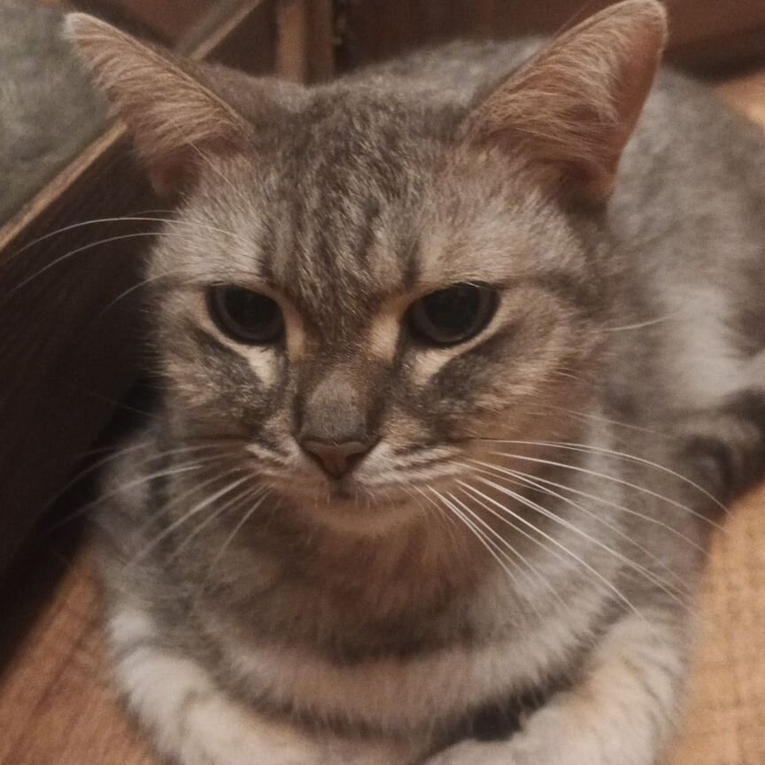 Кошка в добрые руки