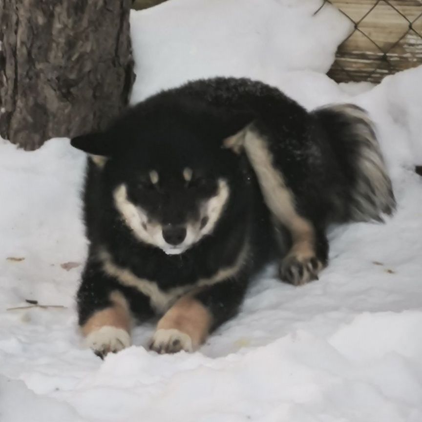 Сиба-ину, взрослая собака