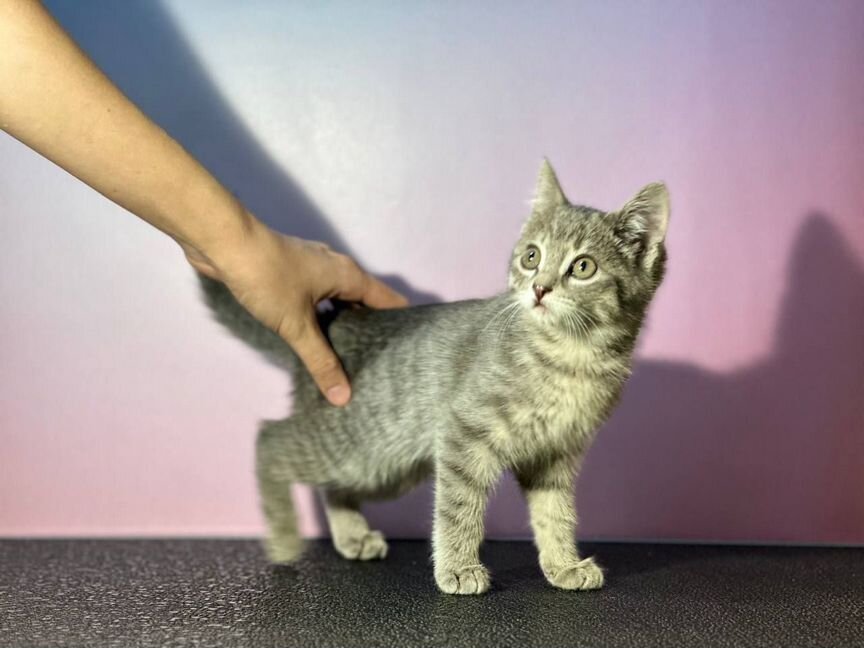 Котёнок малыш