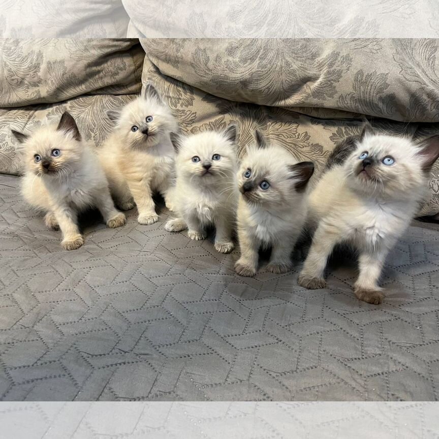 Невский маскарадный котёнок