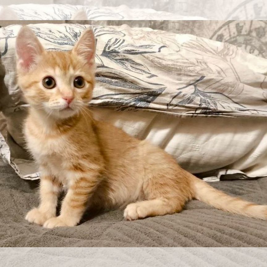 Мейн-кун котёнок