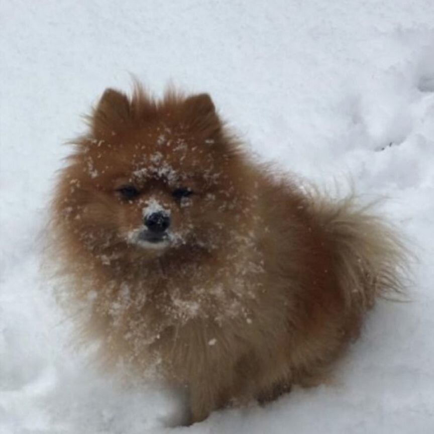 Шпиц потерялся