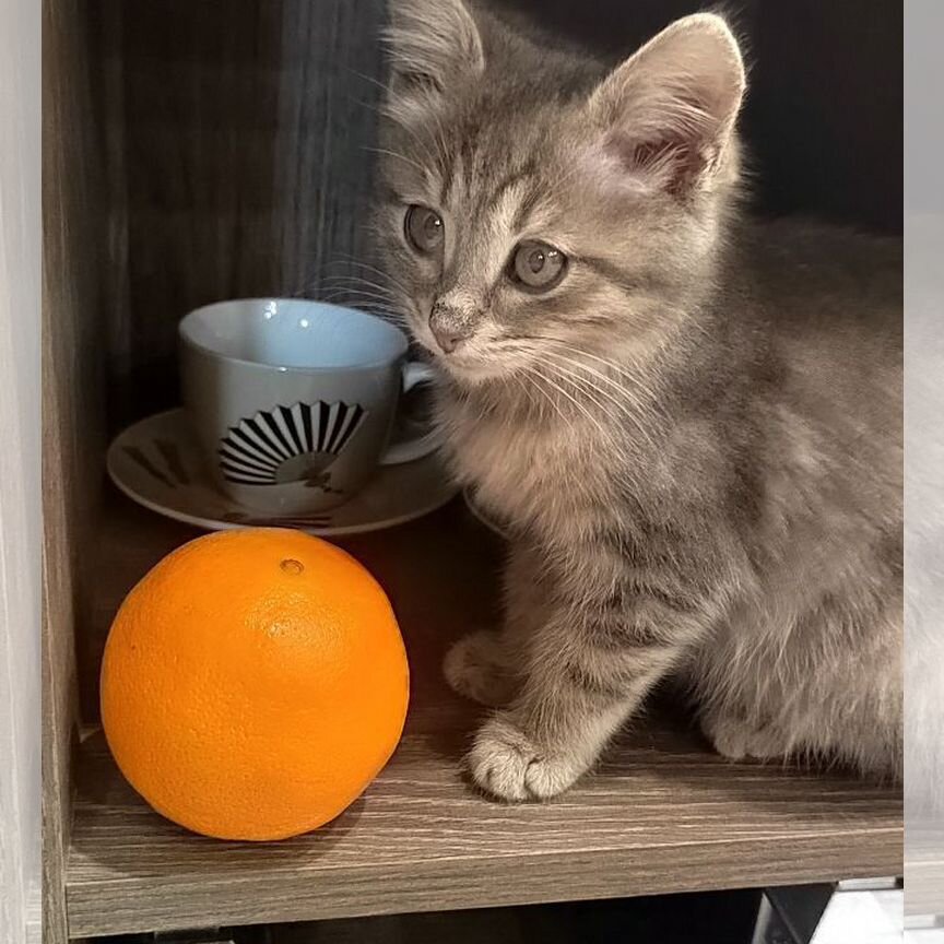 Котенок в добрые руки