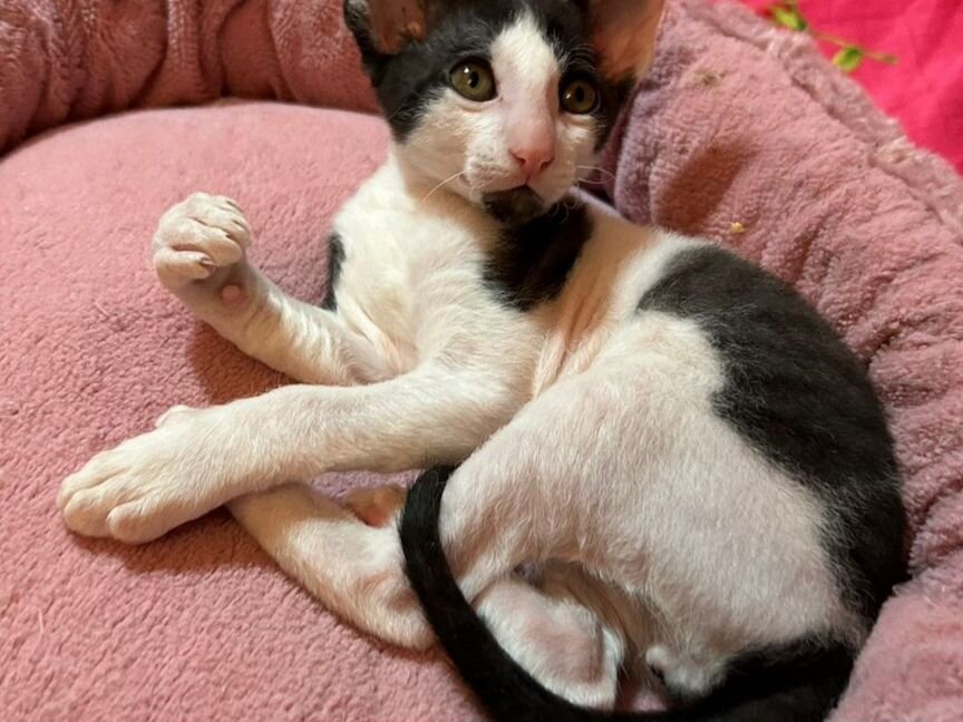 Котенок корниш-рекс мальчик