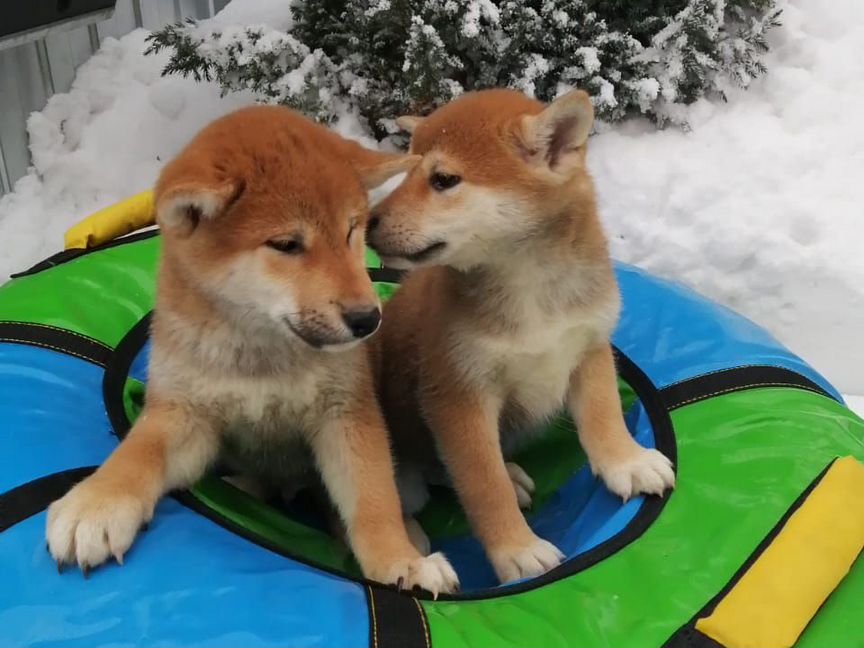 Щенки шиба ину