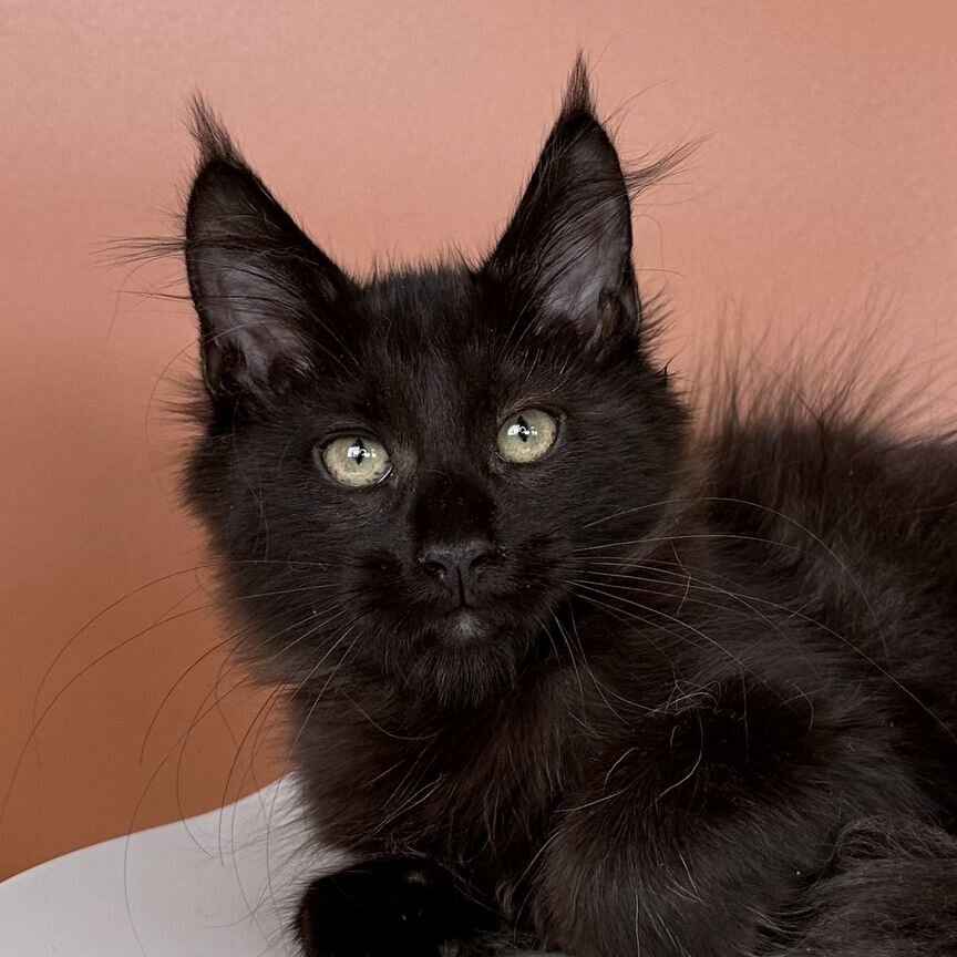 Кошка Мейн-кун