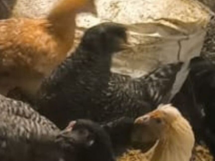 Петухи. Куры несушки в ассортименте