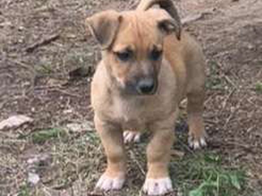 Собака в добрые руки щенок