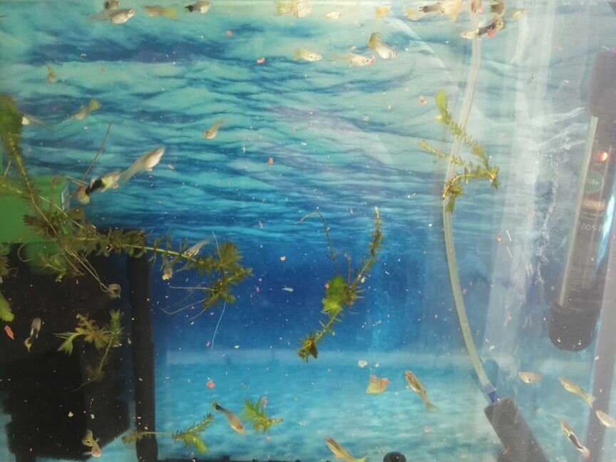 Мальки гуппи