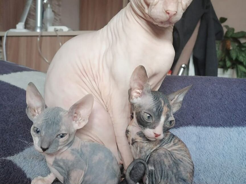 Донской сфинкс котята