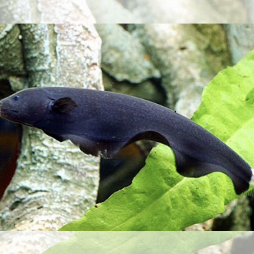 Аптеронотус рыба нож