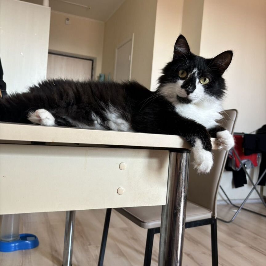 Котик в добрые руки