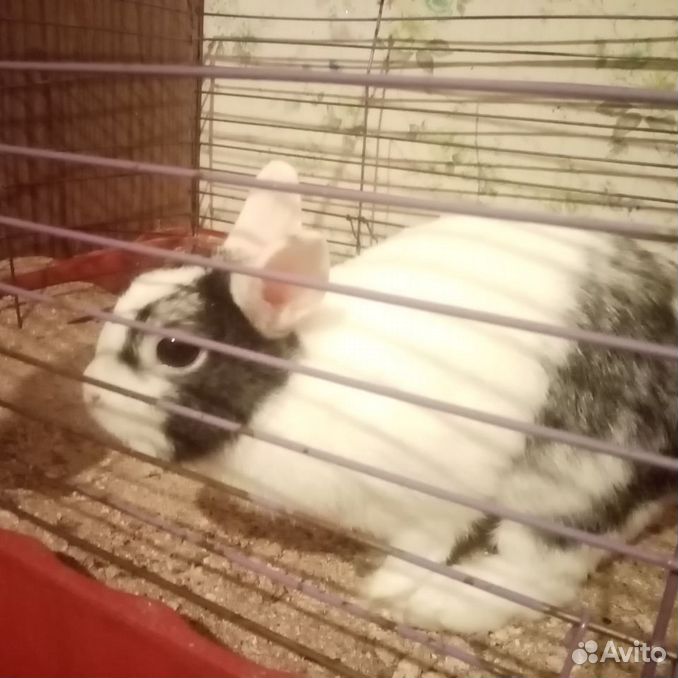 Отдам двух декоративных кроликов бесплатно
