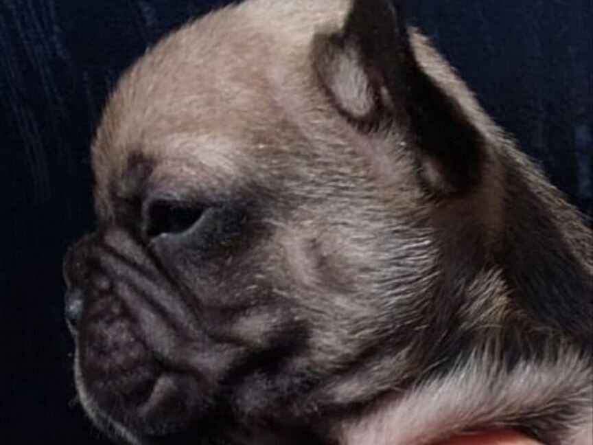 Французский бульдог щенки