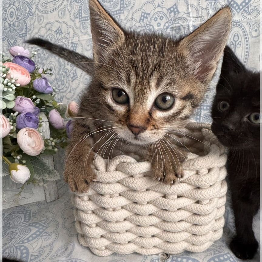 Отдам в хорошие руки