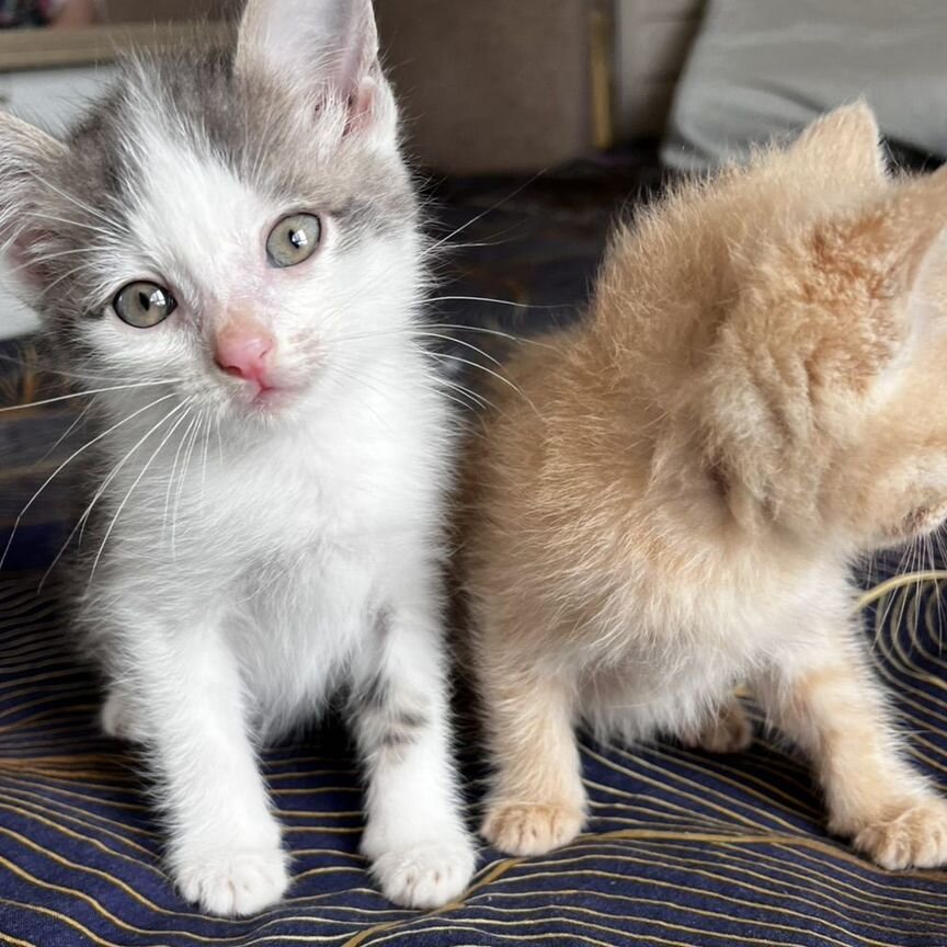 Котята бесплатно