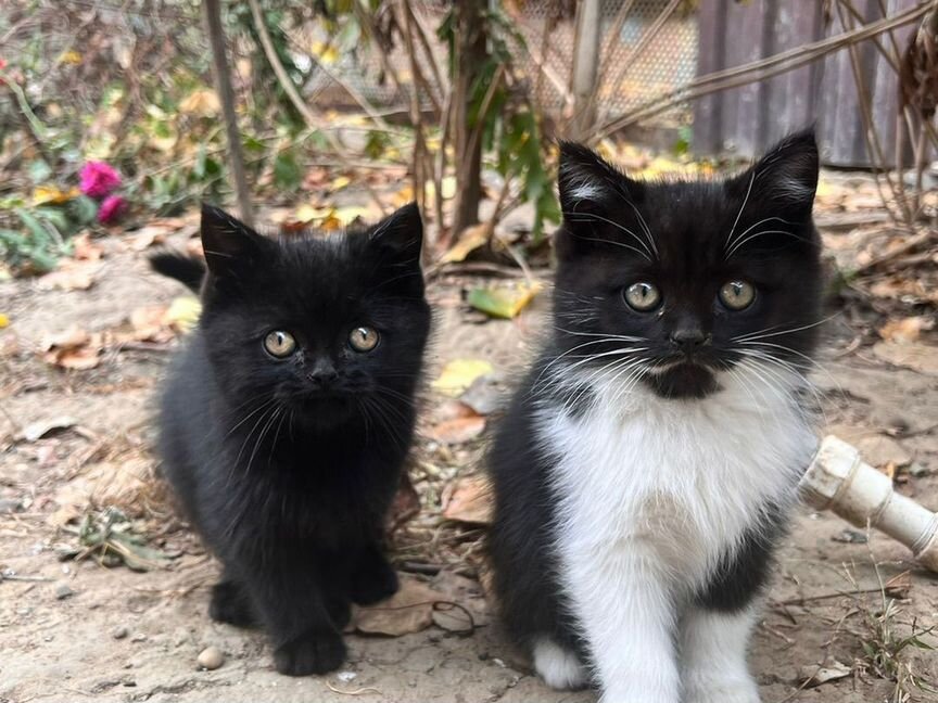 Экзотические котята