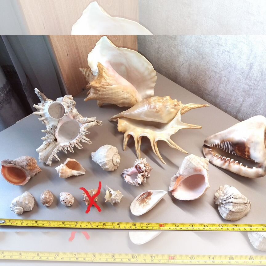 Морские ракушки раковины