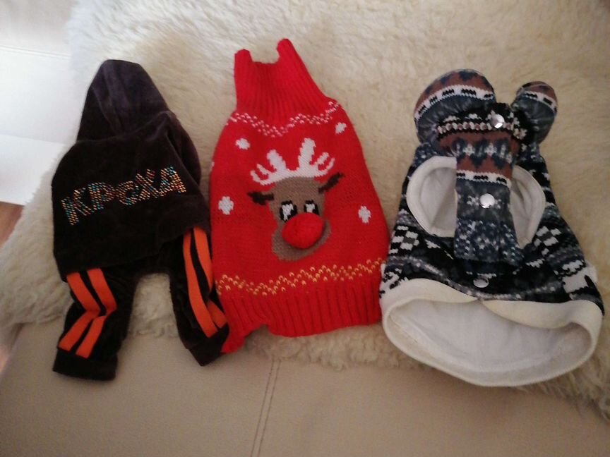 Одежда для маленьких пород собак