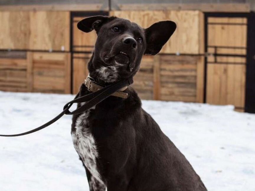 Собака