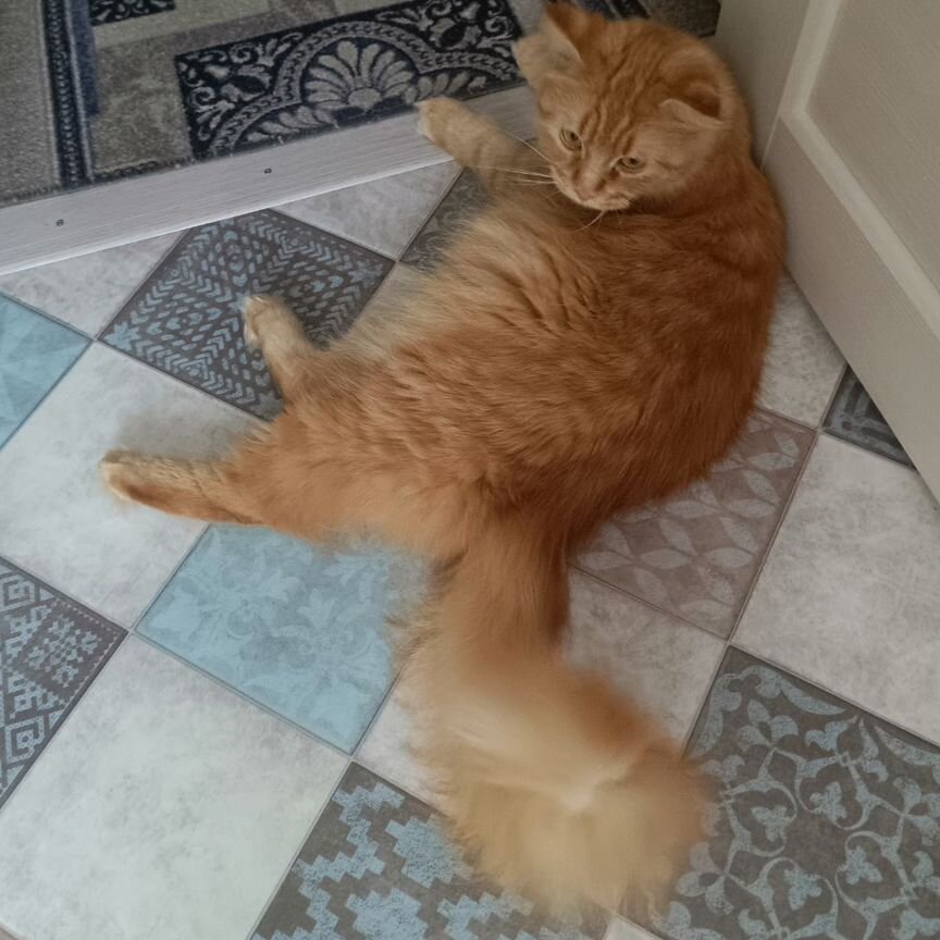 Шотландский вислоухий длинношёрстный котёнок