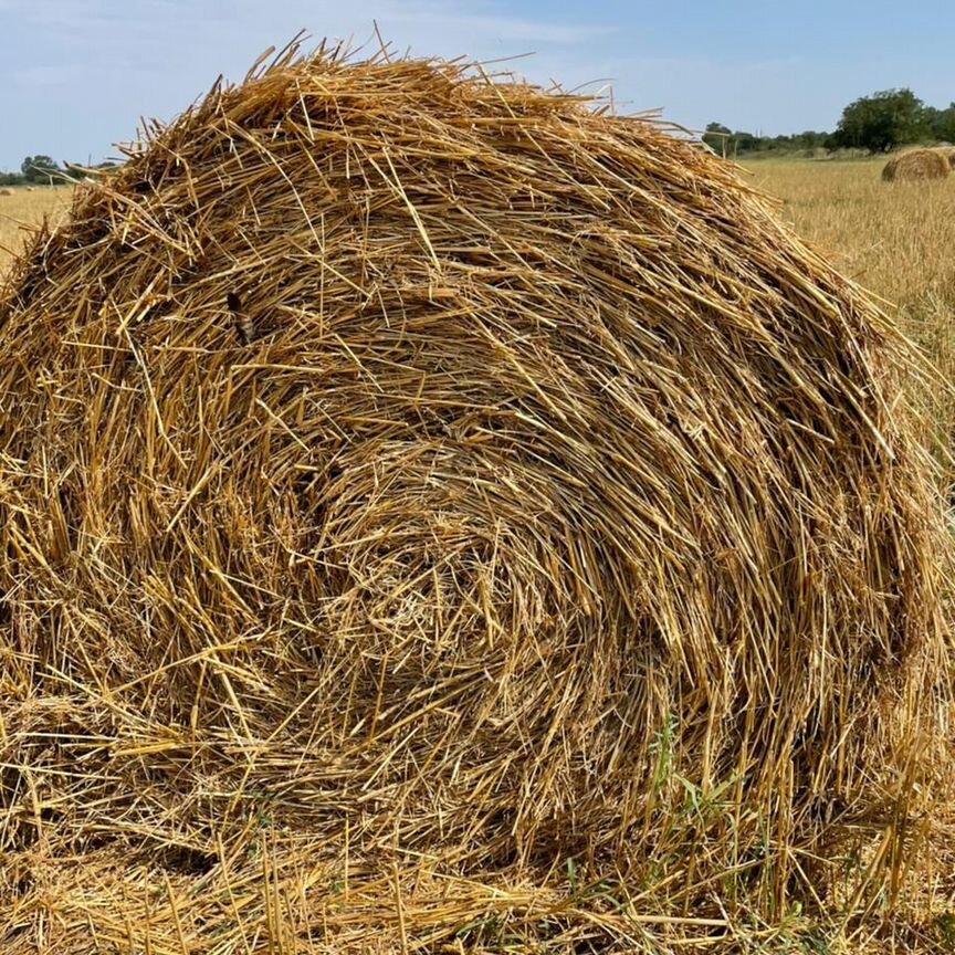 Суданка в квадратных и рулонных тюках