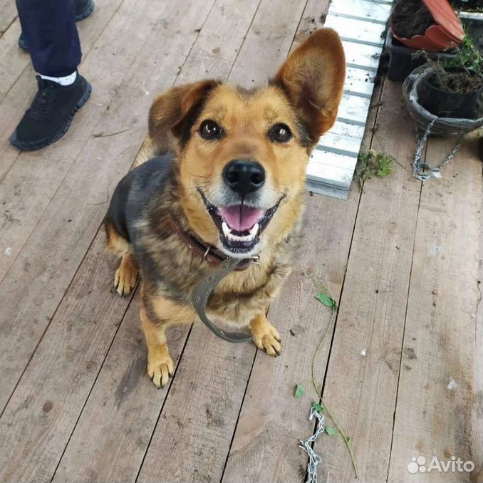 Линда ищет дом