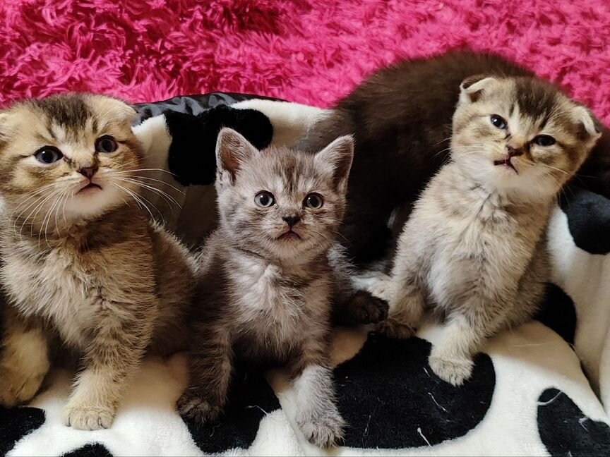 Шотландская вислоухая