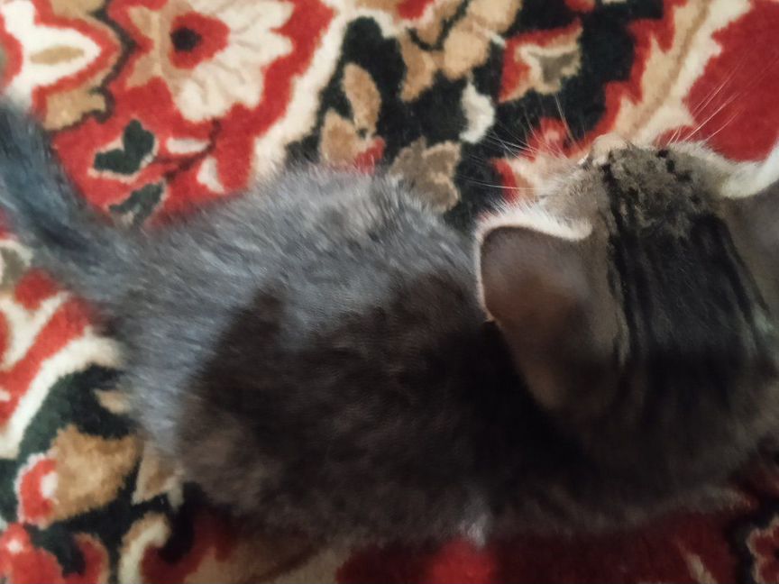 В хорошие руки котятки