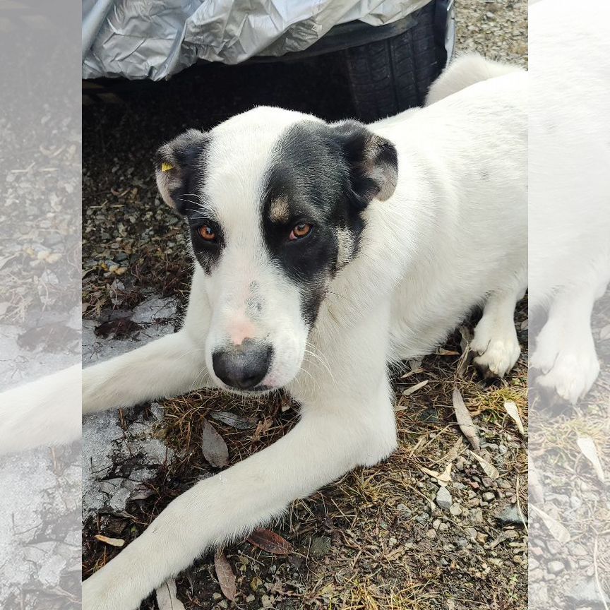 Взрослая собака в добрые руки