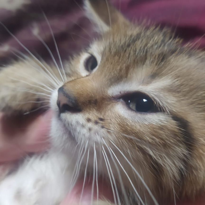 Котята Шотландские. Прямоухие