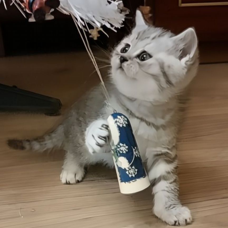 Шотландский прямоухий короткошёрстный котёнок