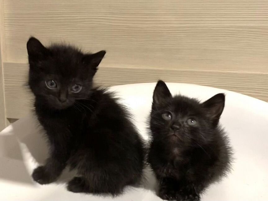 Котята черного цвета