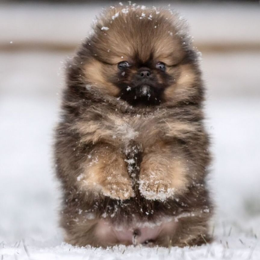 Померанский шпиц, щенок