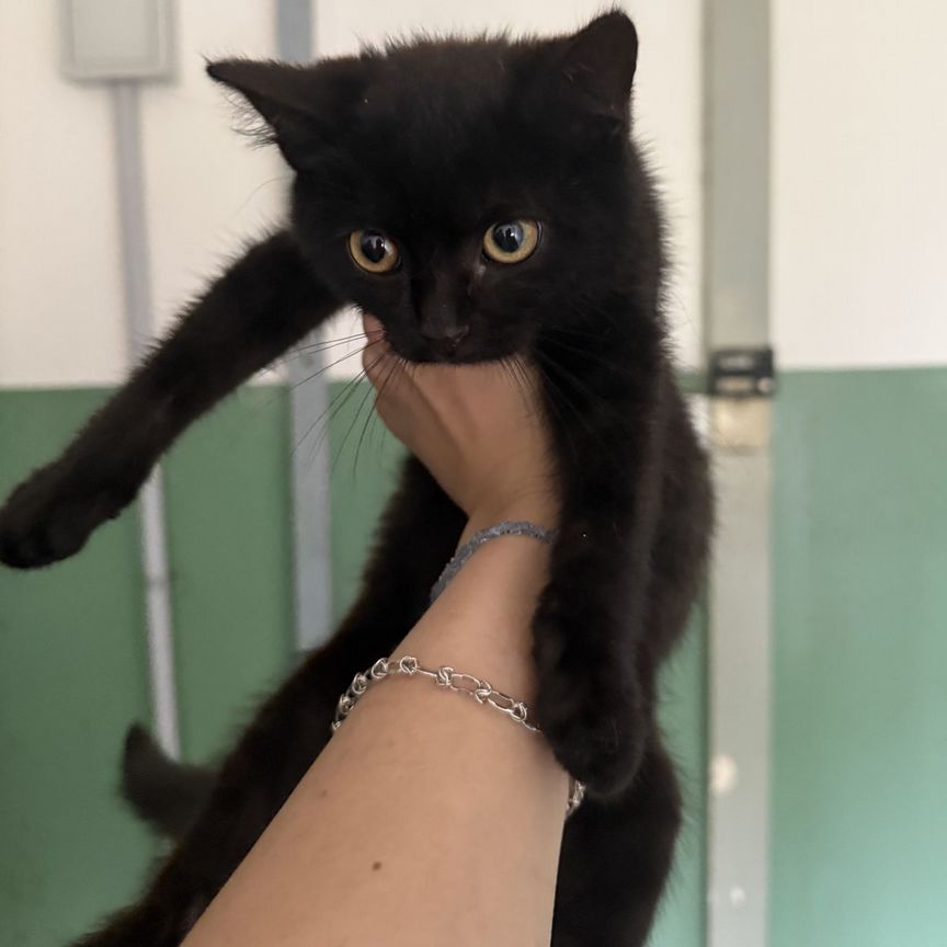 Котенок в добрые руки