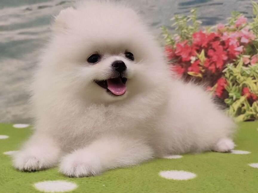 Шпиц мишка бу