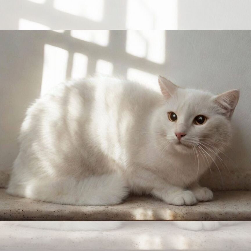 Взрослая кошка в добрые руки