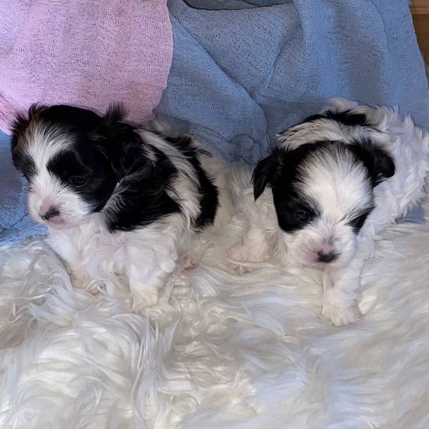 Бивер-йоркширский терьер, щенок