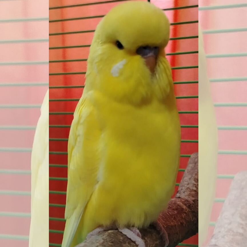 Выставочный волнистый попугай ввп Чех