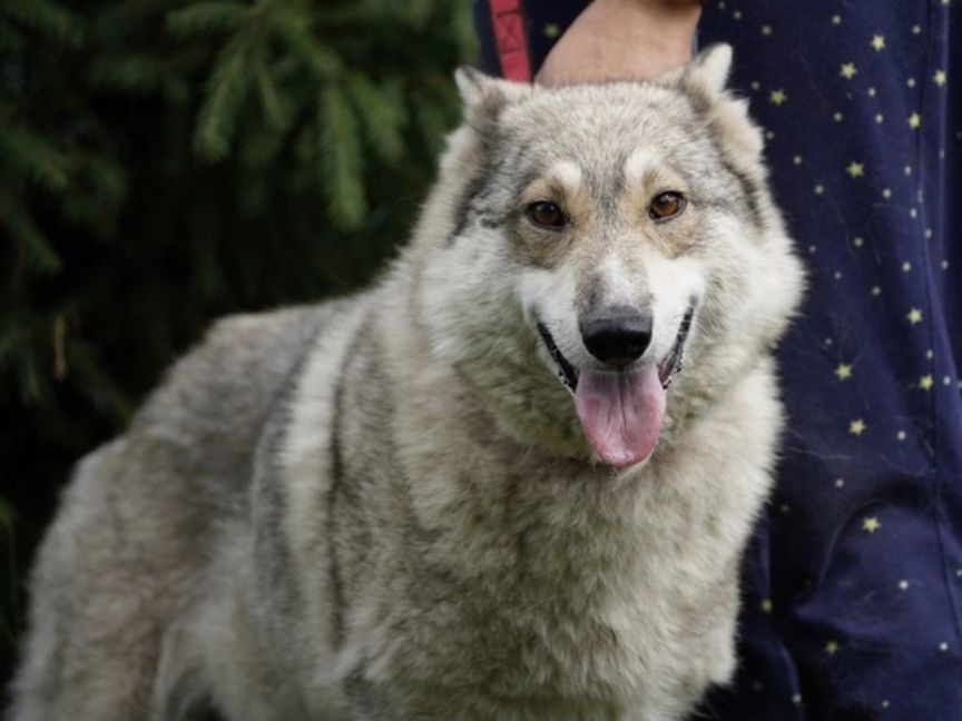 Собака в добрые руки