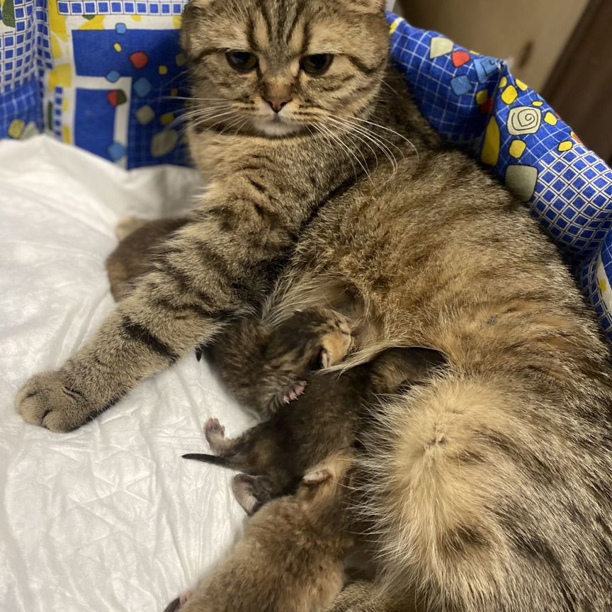Шотландские котята