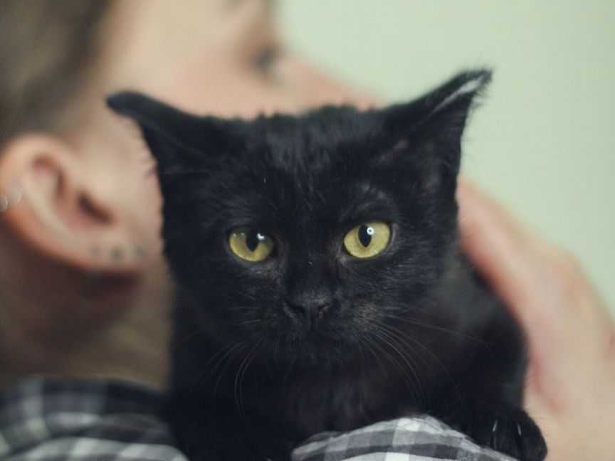 Черный котенок в добрые руки
