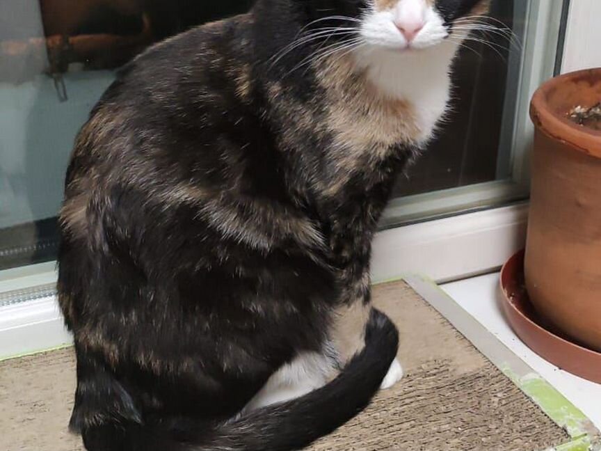 Трехцветная красотка Тося