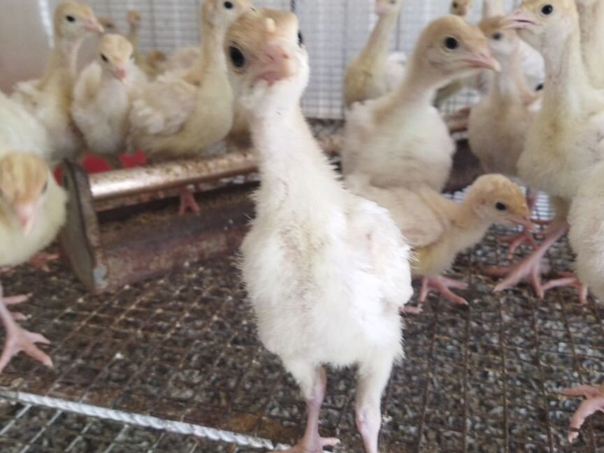 Подрощеные индюшата